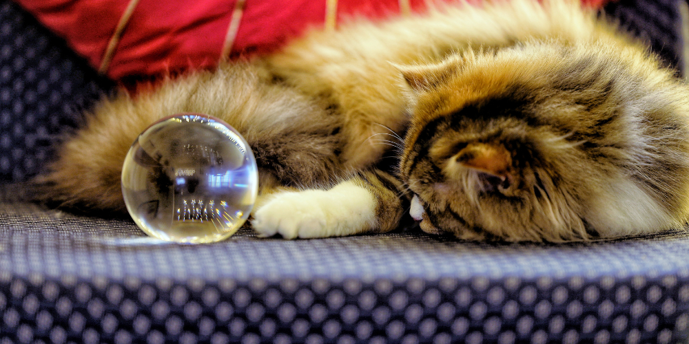 Cat Psychics - Unleashing the Power