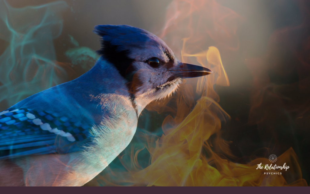 The Spiritual Meaning of Blue Jays in Twin Flame Relationships