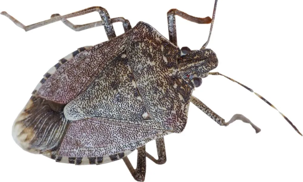 Stink Bug Spiritual Meaning, Symbolism, & More