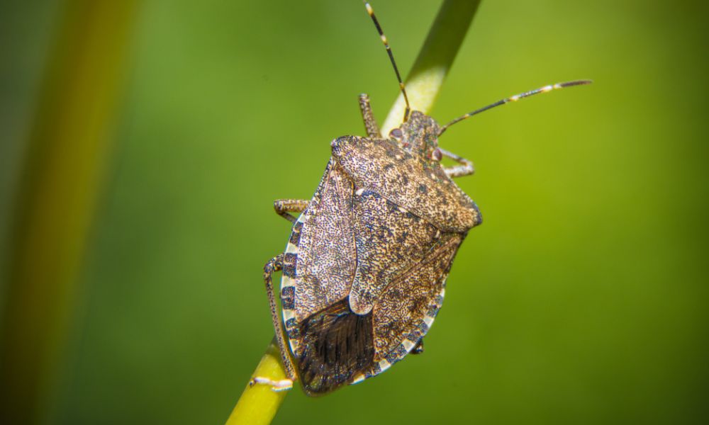 Stink Bug Spiritual Meaning, Symbolism, & More