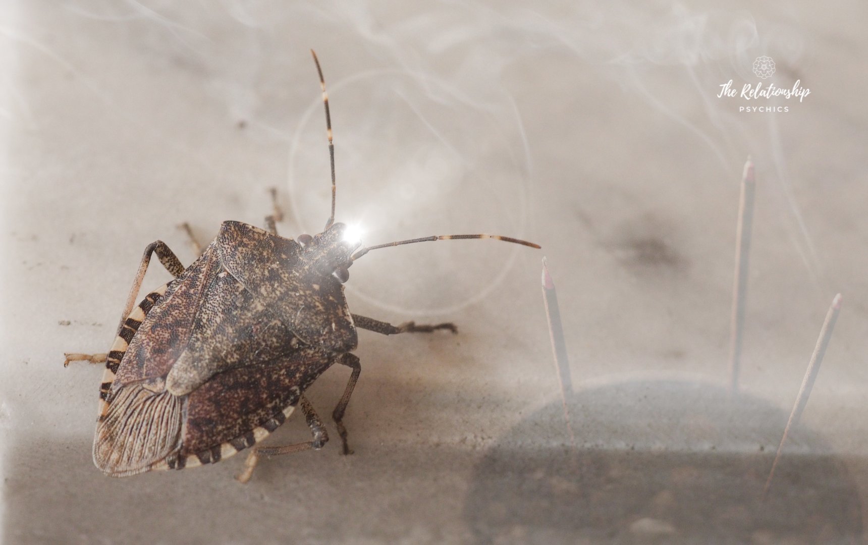Stink Bug Spiritual Meaning, Symbolism, & More